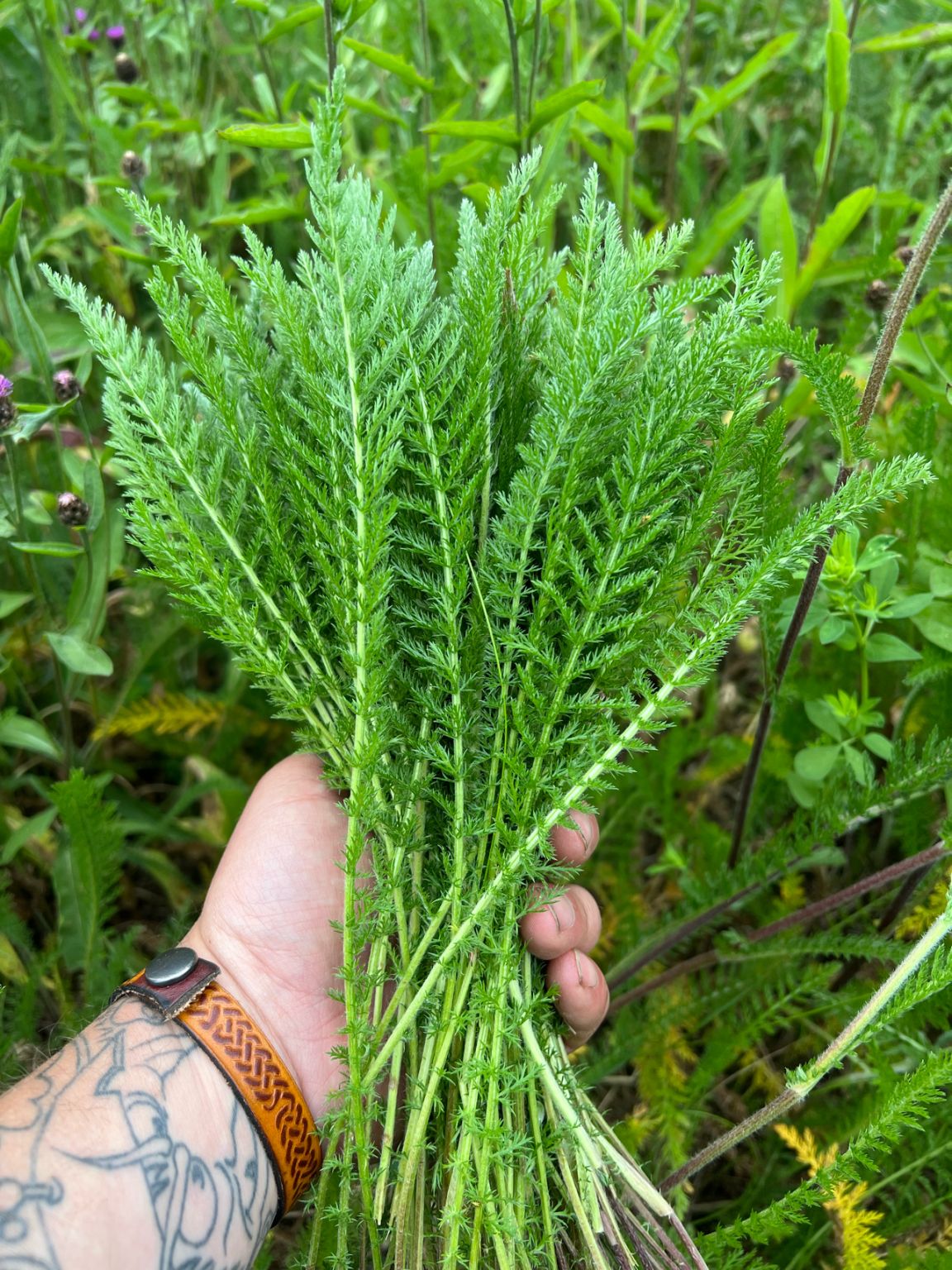chris lewis on LinkedIn: Yarrow , this herby leaf has a nice aroma with ... chris lewis on LinkedIn: Yarrow , this herby leaf has a nice aroma with ...