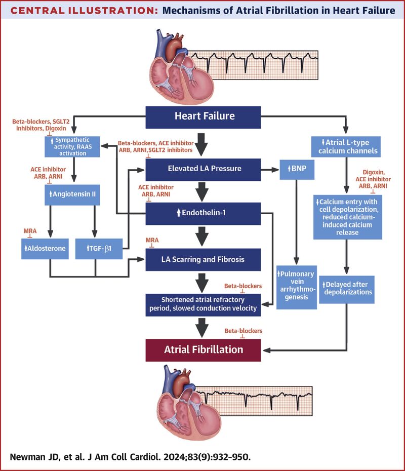 Jeffrey Williams MD MS FACC FHRS CPE on LinkedIn: When you see the ... Jeffrey Williams MD MS FACC FHRS CPE on LinkedIn: When you see the ...