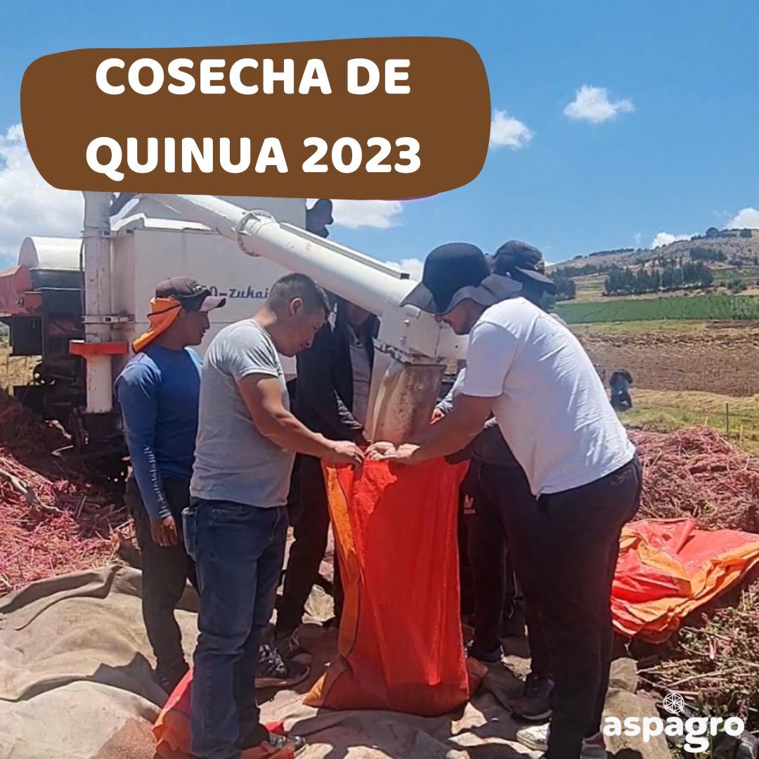ASPAGRO - Sustainable quinoa from Peru on LinkedIn: Ruta de la quinua ... ASPAGRO - Sustainable quinoa from Peru on LinkedIn: Ruta de la quinua ...