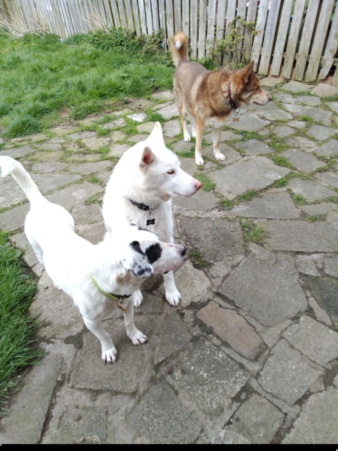 Tanya Curtis-Barwick on LinkedIn: Beckett aka Tiny , Hachi-Ghost my ... Tanya Curtis-Barwick on LinkedIn: Beckett aka Tiny , Hachi-Ghost my ...