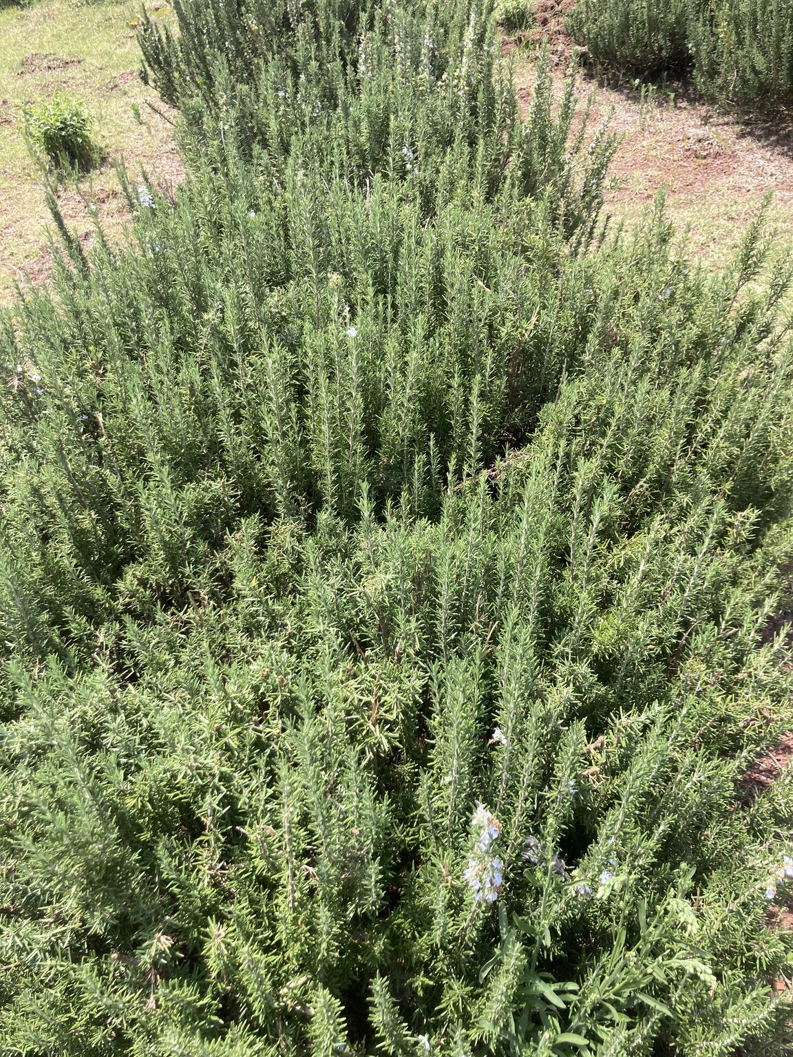 Bereket Berehanu on LinkedIn: Rosemary is a herb that helps you have a ... Bereket Berehanu on LinkedIn: Rosemary is a herb that helps you have a ...