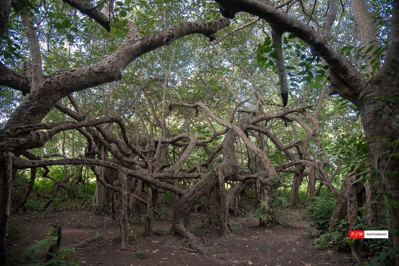 Peter J Makwana on LinkedIn: The diversity of Malawi’s wonders never ... Peter J Makwana on LinkedIn: The diversity of Malawi’s wonders never ...
