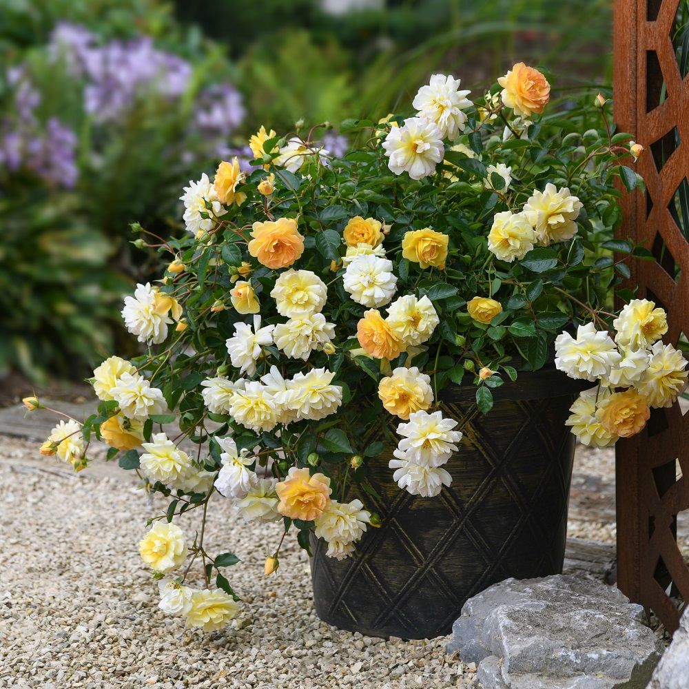 Thompson & Morgan on LinkedIn: T&M is proud to launch its new shrub ... Thompson & Morgan on LinkedIn: T&M is proud to launch its new shrub ...