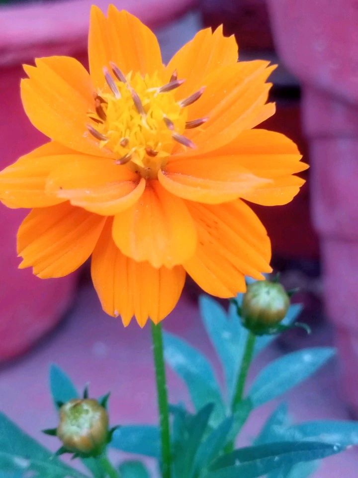 Abhishek Singh Yadav on LinkedIn: whats name this flower Abhishek Singh Yadav on LinkedIn: whats name this flower