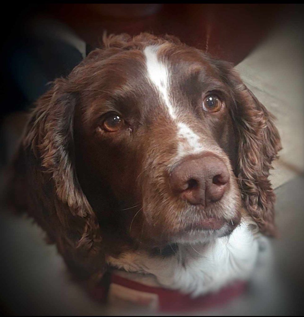 National Foundation for Retired Service Animals on LinkedIn: #dog #dogs ... National Foundation for Retired Service Animals on LinkedIn: #dog #dogs ...