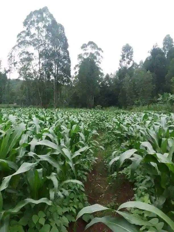 Peter Amule on LinkedIn: #intercrop Peter Amule on LinkedIn: #intercrop