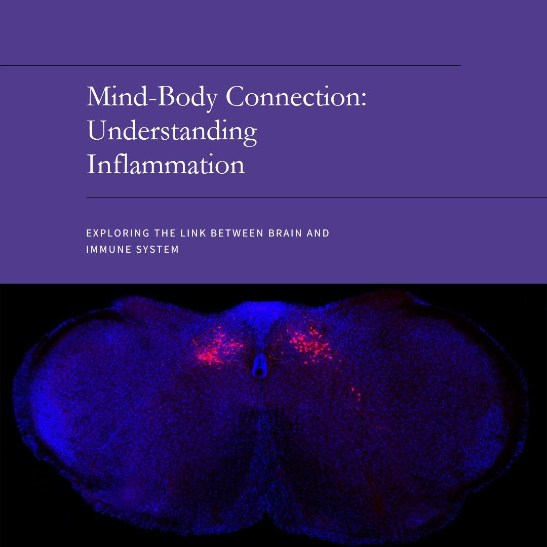 How the body-brain circuit regulates immune responses | Jack Huang MD ... How the body-brain circuit regulates immune responses | Jack Huang MD ...