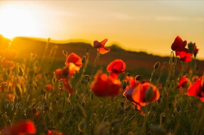 Tara Hancock on LinkedIn: Lest we forget 🌺 Tara Hancock on LinkedIn: Lest we forget 🌺