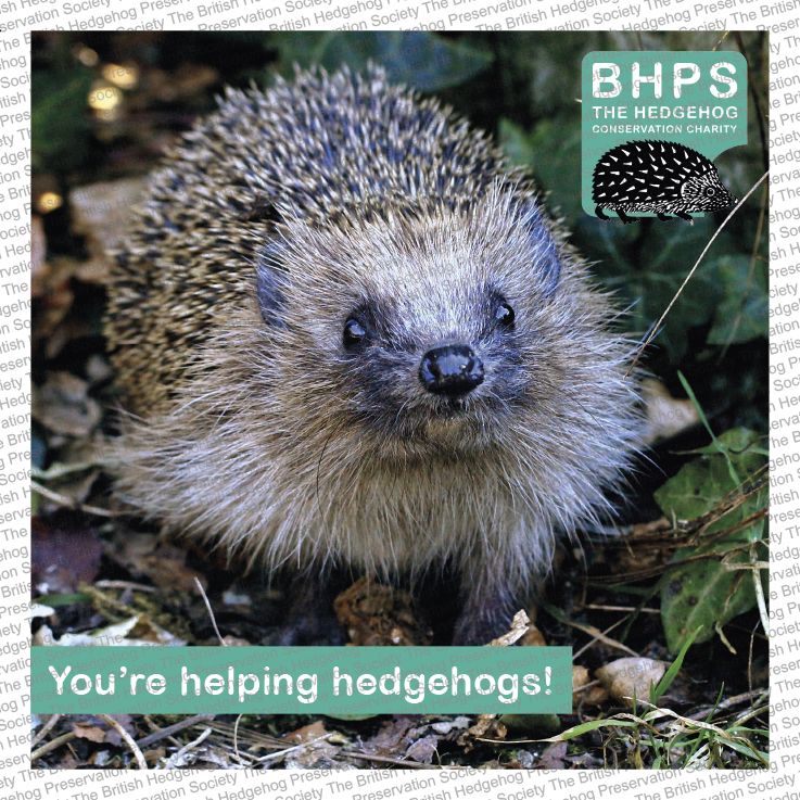 British Hedgehog Preservation Society on LinkedIn: #hedgehogs #hedgehog ... British Hedgehog Preservation Society on LinkedIn: #hedgehogs #hedgehog ...
