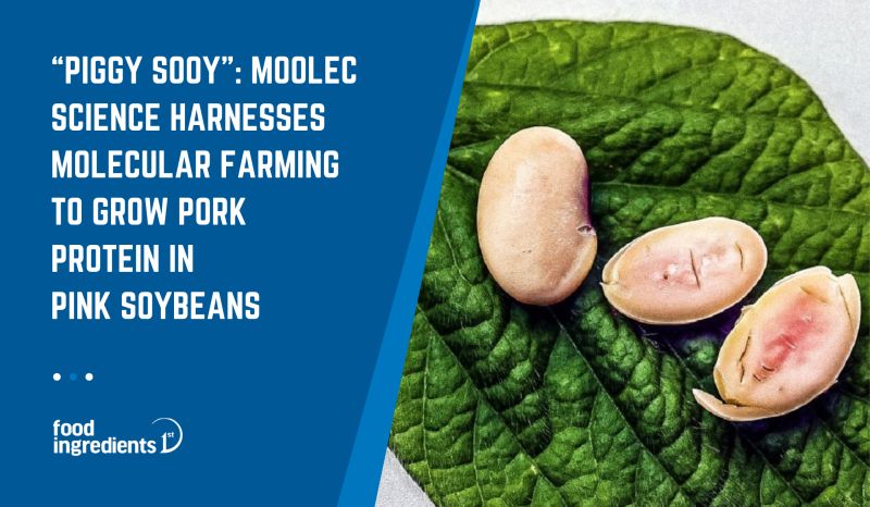 Food Ingredients First on LinkedIn: “Piggy Sooy”: Moolec Science ... Food Ingredients First on LinkedIn: “Piggy Sooy”: Moolec Science ...