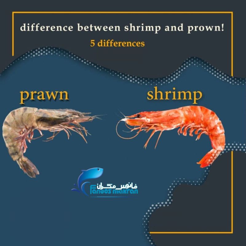 FanoosMakran on LinkedIn: 5 DIFFERENCE BETWEEN SHRIMP AND PRAWN Shrimp ... FanoosMakran on LinkedIn: 5 DIFFERENCE BETWEEN SHRIMP AND PRAWN Shrimp ...