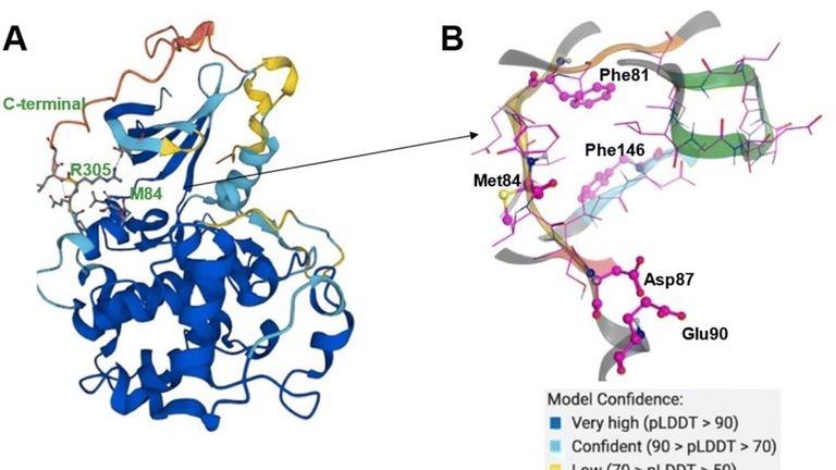 Patrick van den Hoevel on LinkedIn: New study uses AlphaFold and AI to ... Patrick van den Hoevel on LinkedIn: New study uses AlphaFold and AI to ...