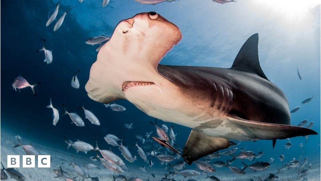 Happy Journeys on LinkedIn: Why do hammerhead sharks hold their breath? Happy Journeys on LinkedIn: Why do hammerhead sharks hold their breath?