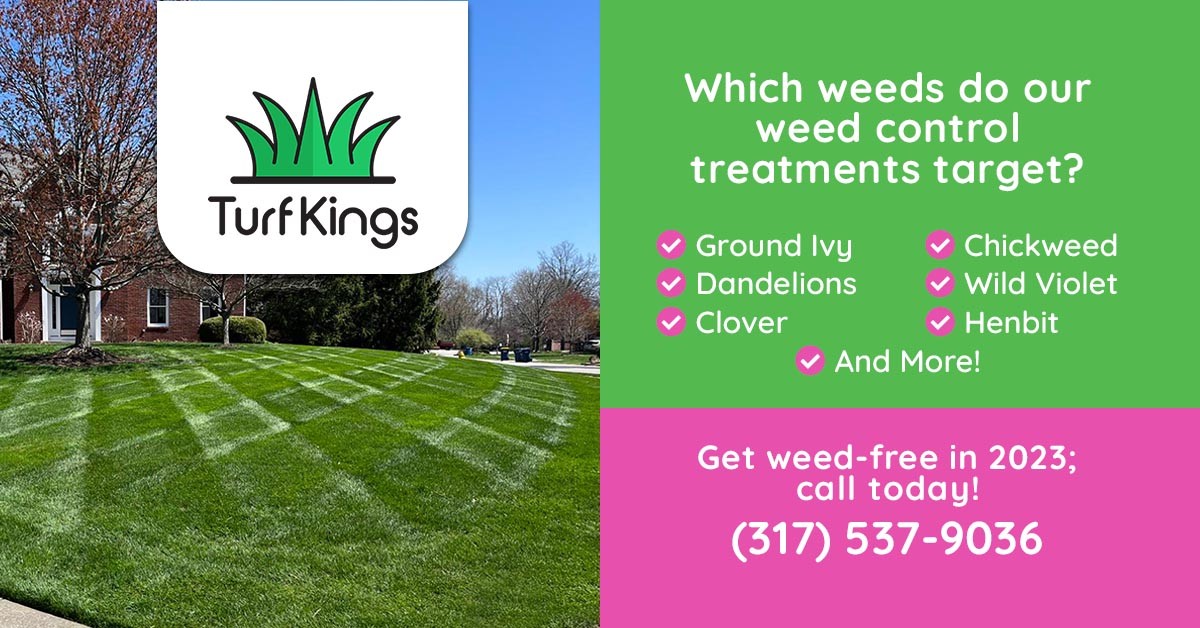 Turf Kings on LinkedIn: Weed Control in the Carmel, Fishers, Westfield ... Turf Kings on LinkedIn: Weed Control in the Carmel, Fishers, Westfield ...