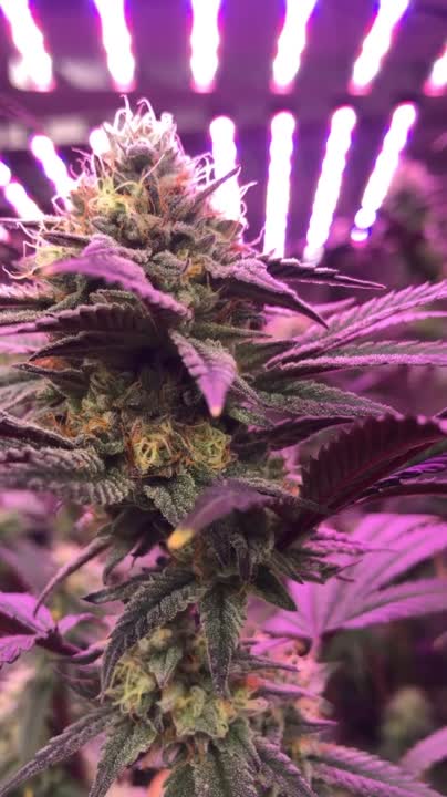Keenan Britton on LinkedIn: I’ve been working on this strain for 4 ... Keenan Britton on LinkedIn: I’ve been working on this strain for 4 ...