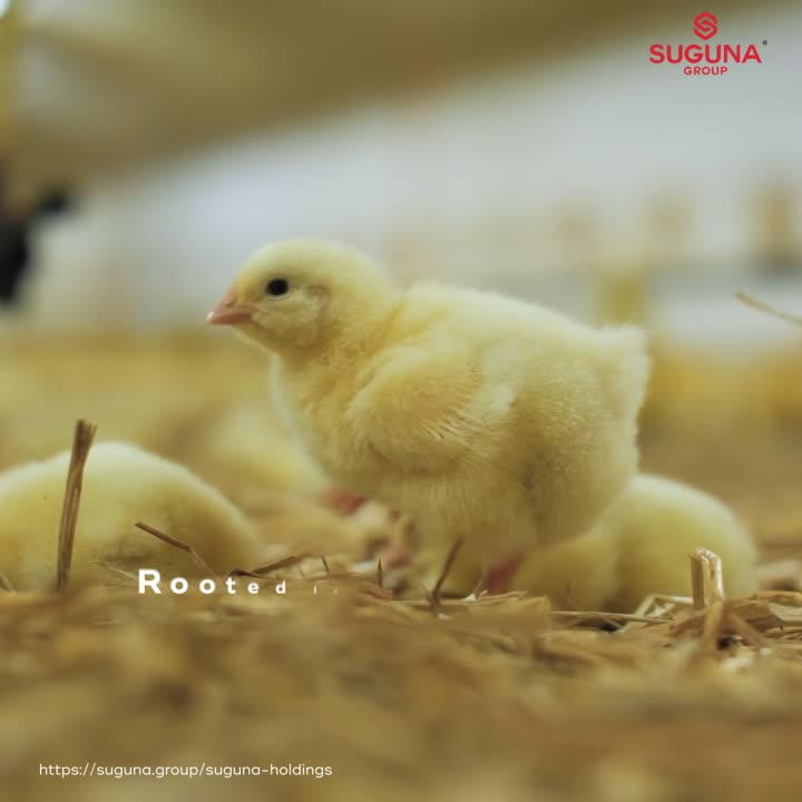 Suguna Group on LinkedIn: #sugunagroup #poultryfarming # ... Suguna Group on LinkedIn: #sugunagroup #poultryfarming # ...