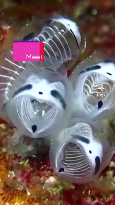 SEEMA YADAV on LinkedIn: #seasquirt #panda #skeletonpandaseasquirt # ... SEEMA YADAV on LinkedIn: #seasquirt #panda #skeletonpandaseasquirt # ...
