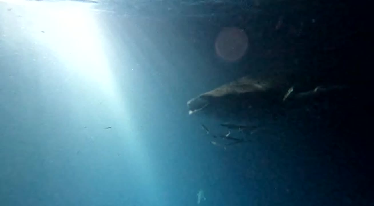 Dr. Parth Mahajan on LinkedIn: Night diving COMO Maalifushi Dr. Parth Mahajan on LinkedIn: Night diving COMO Maalifushi