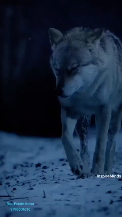 Harmeet Singh on LinkedIn: Wolves teach us valuable lessons about ... Harmeet Singh on LinkedIn: Wolves teach us valuable lessons about ...