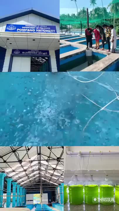 Arathi M on LinkedIn: #aquaculture #fisheries #thrissur #governmenthatchery Arathi M on LinkedIn: #aquaculture #fisheries #thrissur #governmenthatchery