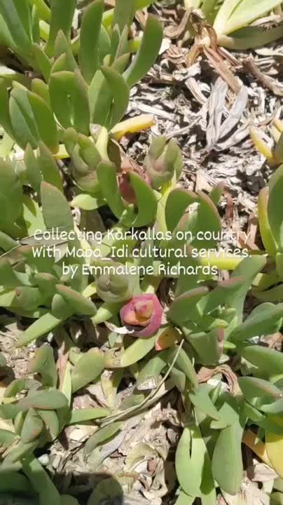 Emmalene Richards on LinkedIn: Bushfoods experiences with Maba idi ... Emmalene Richards on LinkedIn: Bushfoods experiences with Maba idi ...