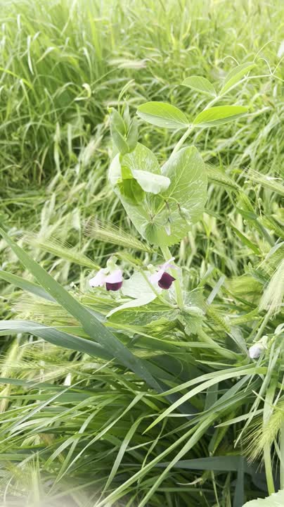 Center for Regenerative Agriculture & Resilient Systems on LinkedIn: # ... Center for Regenerative Agriculture & Resilient Systems on LinkedIn: # ...