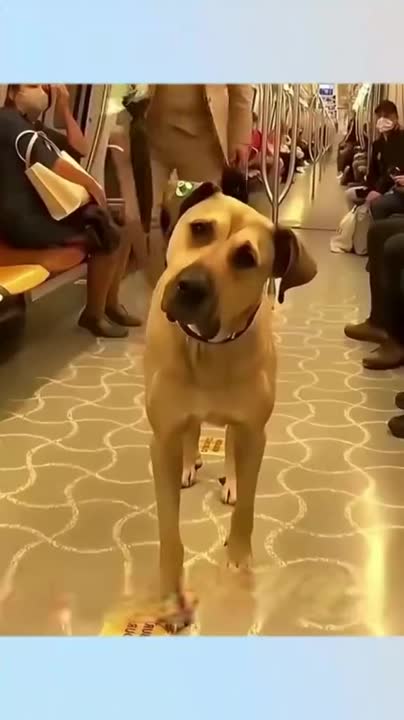 Pradeep Singh on LinkedIn: Dogs are amazing 😍 Pradeep Singh on LinkedIn: Dogs are amazing 😍