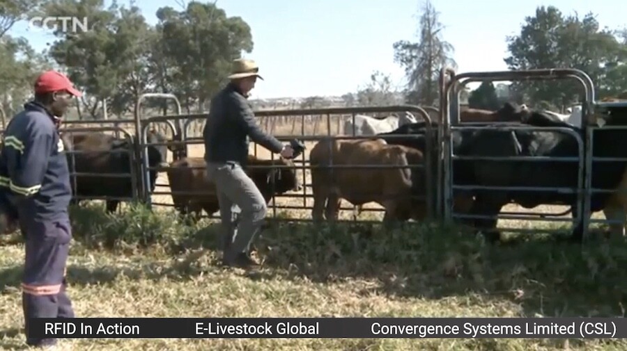 CSL RFID in Action: UHF RFID for cattle in Zimbabwe. | Convergence ... CSL RFID in Action: UHF RFID for cattle in Zimbabwe. | Convergence ...