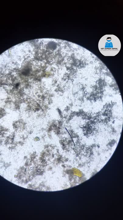 Dipesh Aryal on LinkedIn: #undergraduate #dvm #parasite Dipesh Aryal on LinkedIn: #undergraduate #dvm #parasite