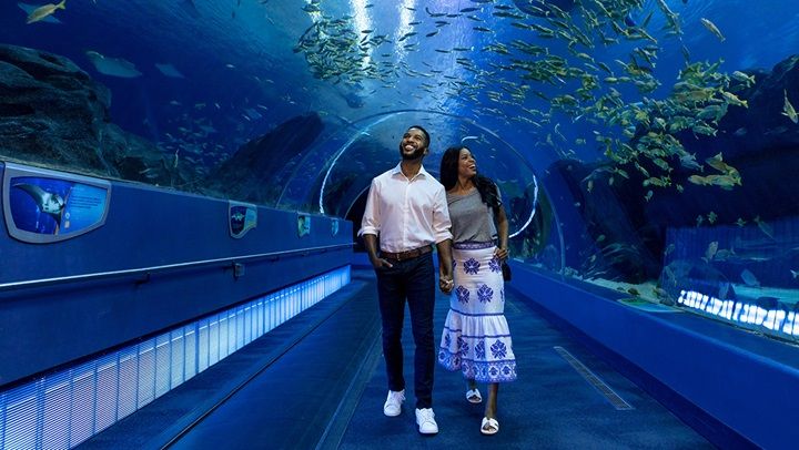 Tatjana Mitchell on LinkedIn: Georgia Aquarium Customer Story - Iterable Tatjana Mitchell on LinkedIn: Georgia Aquarium Customer Story - Iterable