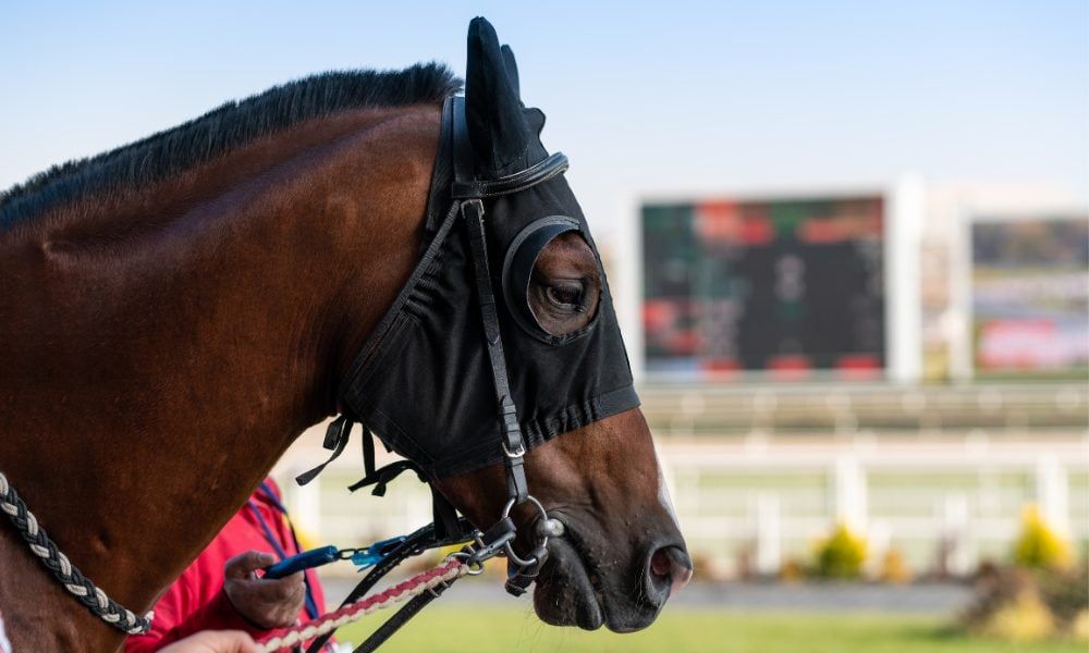 Kevin Vaught on LinkedIn: Deadly California Horse Racing Track To ... Kevin Vaught on LinkedIn: Deadly California Horse Racing Track To ...