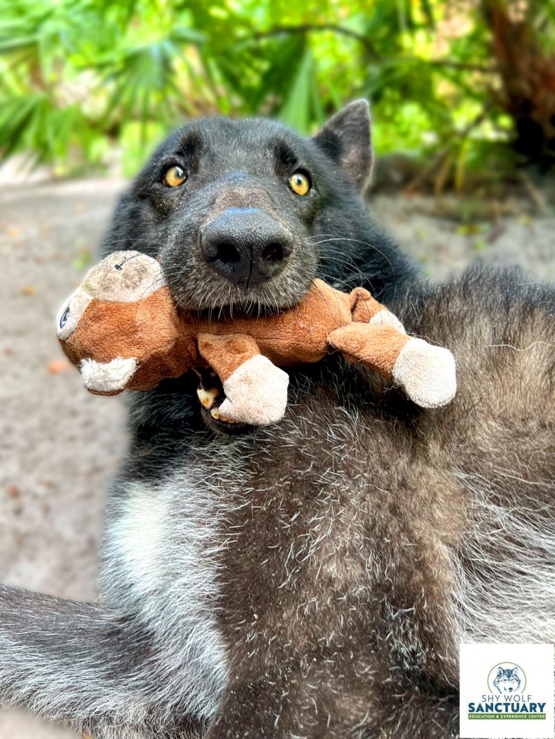Shy Wolf Sanctuary Education & Experience Center on LinkedIn: # ... Shy Wolf Sanctuary Education & Experience Center on LinkedIn: # ...