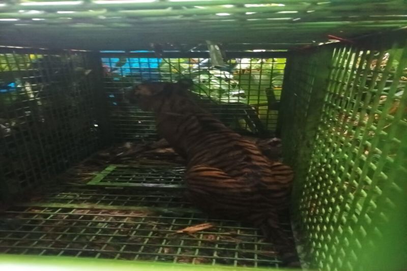 Inilah.com on LinkedIn: Harimau Sumatera Ditangkap BKSDA Usai Terkam ... Inilah.com on LinkedIn: Harimau Sumatera Ditangkap BKSDA Usai Terkam ...