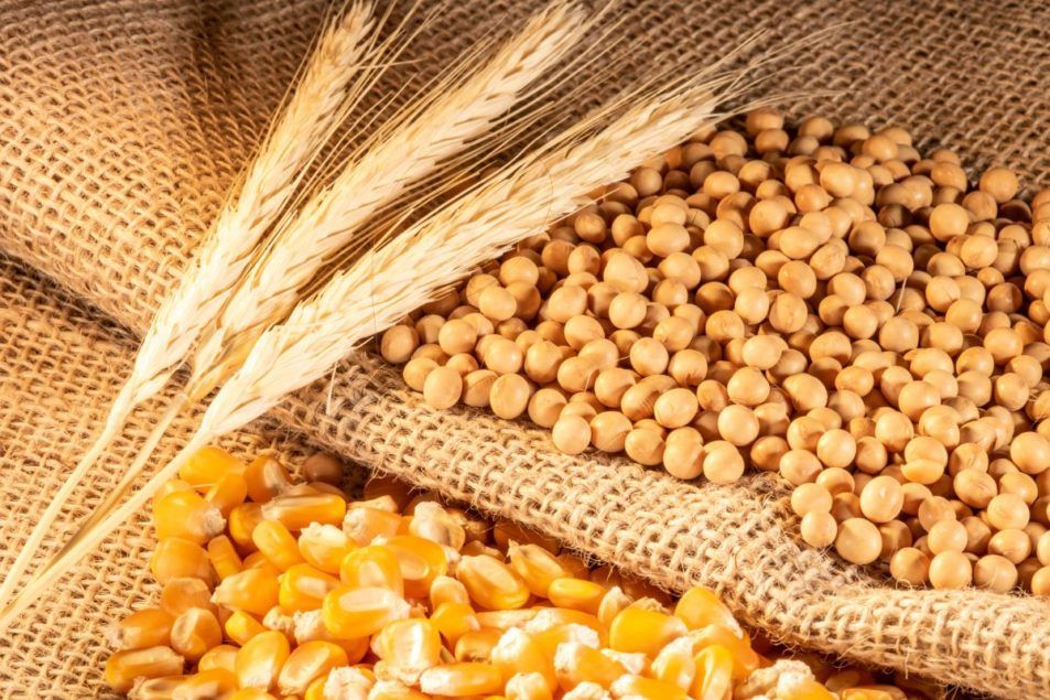 World Grain on LinkedIn: IGC revises wheat, corn production higher World Grain on LinkedIn: IGC revises wheat, corn production higher