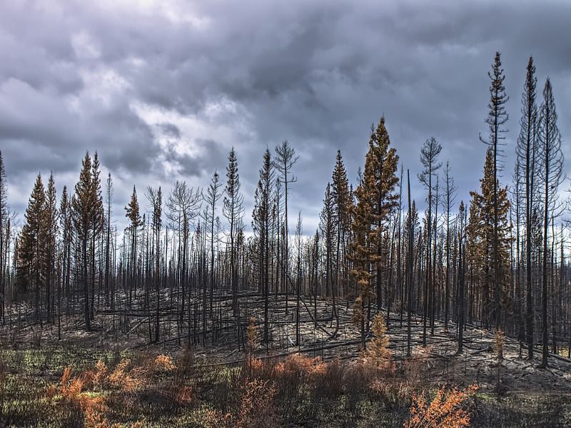 Canadian Underwriter on LinkedIn: B.C. wildfires prompt evacuation ... Canadian Underwriter on LinkedIn: B.C. wildfires prompt evacuation ...