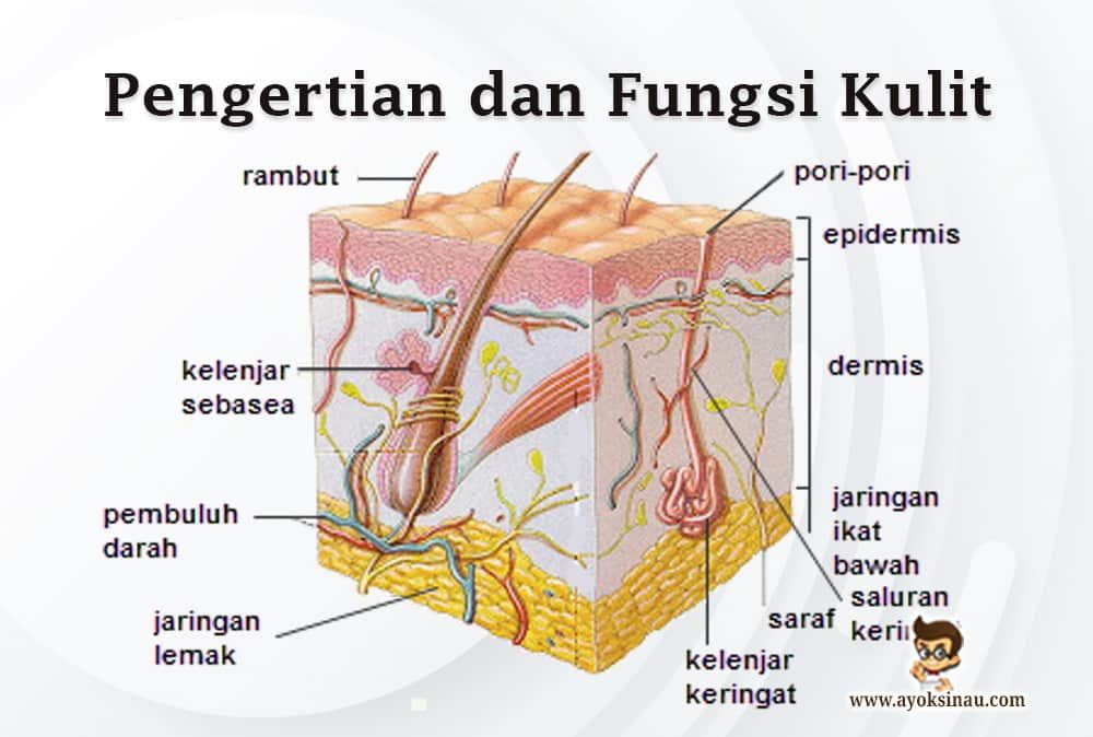 Coltliq Ekajaya on LinkedIn: Pengertian dan Fungsi Kulit Beserta Lapisannya Coltliq Ekajaya on LinkedIn: Pengertian dan Fungsi Kulit Beserta Lapisannya