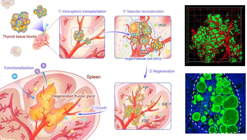 Medical Xpress on LinkedIn: Mouse study successfully regenerates ... Medical Xpress on LinkedIn: Mouse study successfully regenerates ...
