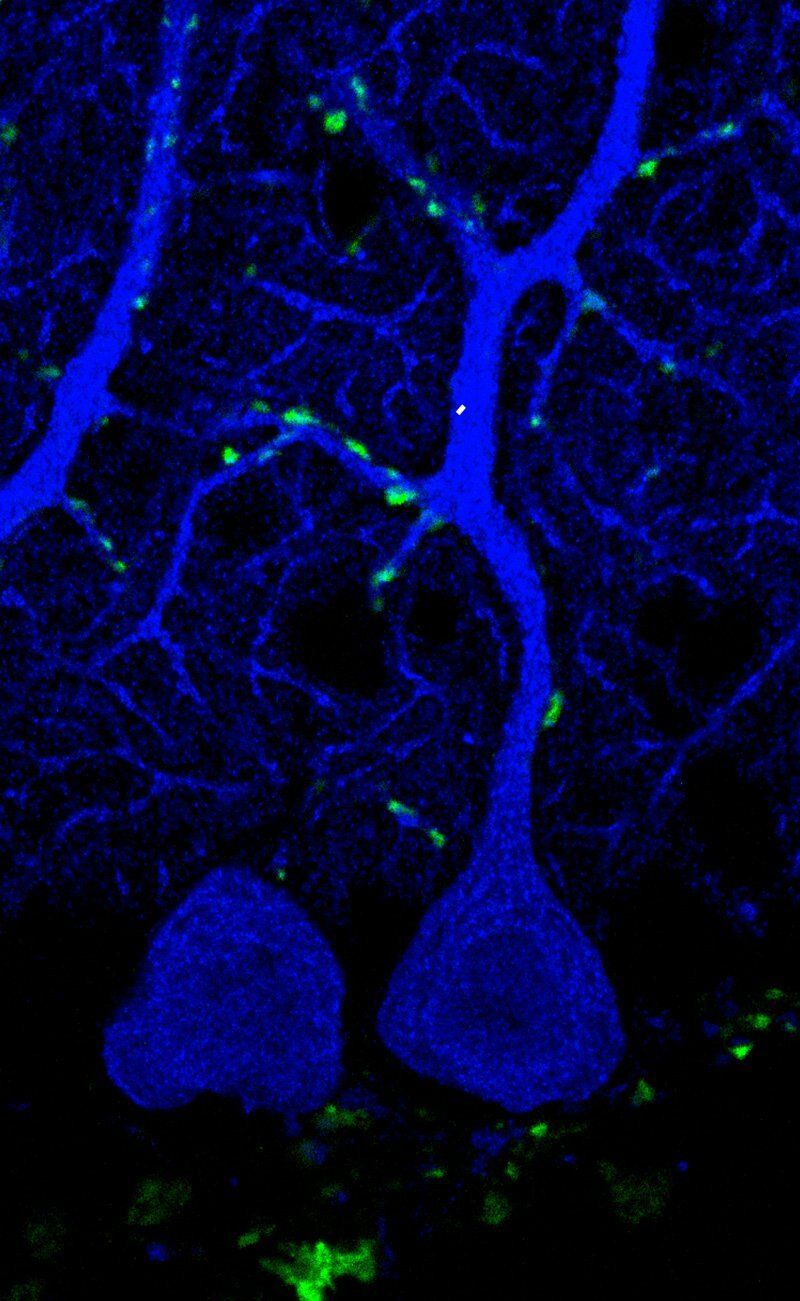 Phys.org on LinkedIn: Scientists find a determining mechanism for ... Phys.org on LinkedIn: Scientists find a determining mechanism for ...
