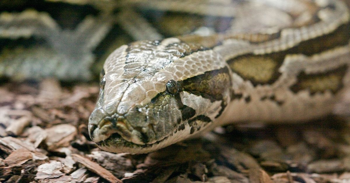 Jeffrey Bacon on LinkedIn: Python 3.12 Advances Open Source Programming ... Jeffrey Bacon on LinkedIn: Python 3.12 Advances Open Source Programming ...
