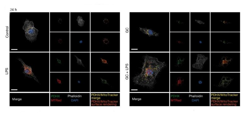 Immunology Podcast on LinkedIn: Metabolic rewiring promotes anti ... Immunology Podcast on LinkedIn: Metabolic rewiring promotes anti ...