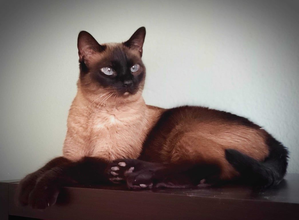 Douglas Hunley on LinkedIn: Tags and Postgres Arrays, a Purrrfect ... Douglas Hunley on LinkedIn: Tags and Postgres Arrays, a Purrrfect ...