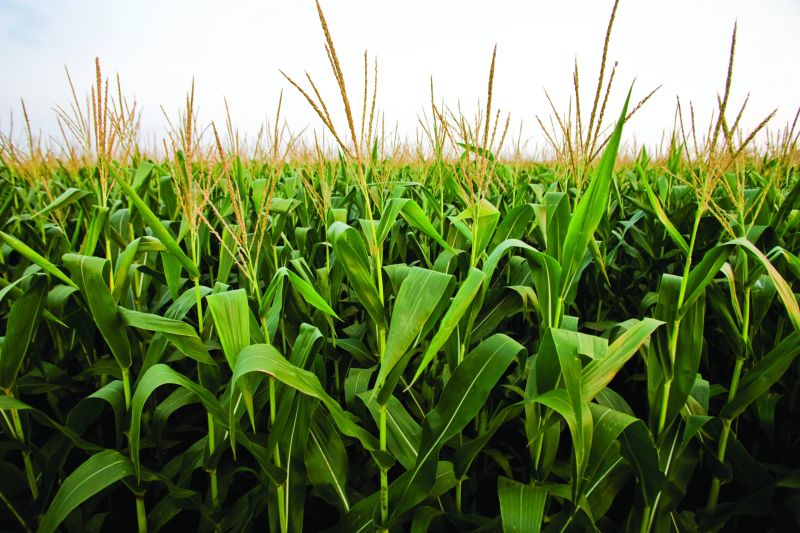 Verdesian Life Sciences on LinkedIn: Nitrogen stabilizers still ... Verdesian Life Sciences on LinkedIn: Nitrogen stabilizers still ...
