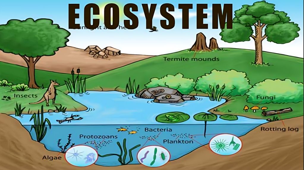 Hafiz Ahmad Raza on LinkedIn: ECOSYSTEM (NATURE) Hafiz Ahmad Raza on LinkedIn: ECOSYSTEM (NATURE)