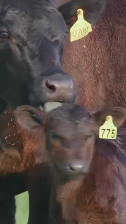 Impetus Animal Welfare on LinkedIn: Did you know that Australian ... Impetus Animal Welfare on LinkedIn: Did you know that Australian ...