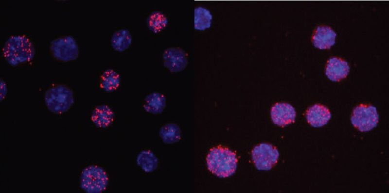 Phys.org on LinkedIn: Researchers reveal how cells rewrite their fate Phys.org on LinkedIn: Researchers reveal how cells rewrite their fate