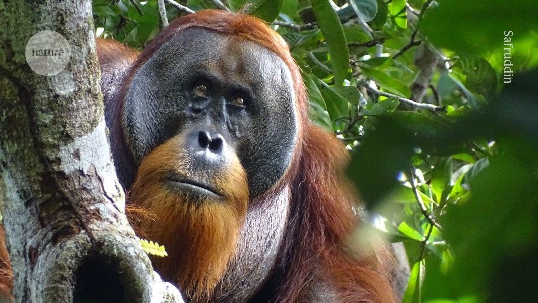 ⚙️ Andrew Rosca on LinkedIn: ‘Orangutan, heal thyself’: First wild ... ⚙️ Andrew Rosca on LinkedIn: ‘Orangutan, heal thyself’: First wild ...