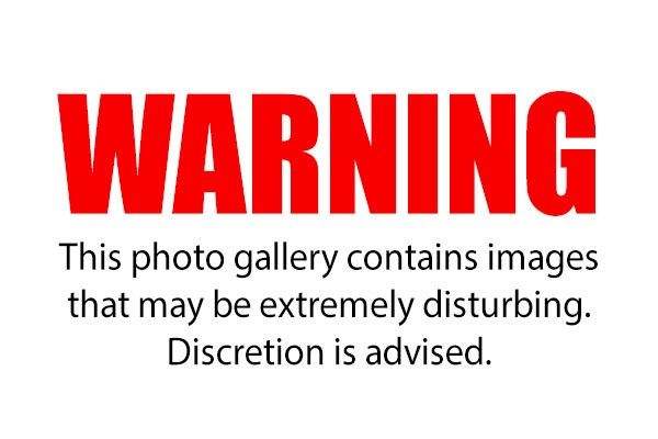 BayToday on LinkedIn: Local hunter finds multiple illegally snared deer ... BayToday on LinkedIn: Local hunter finds multiple illegally snared deer ...