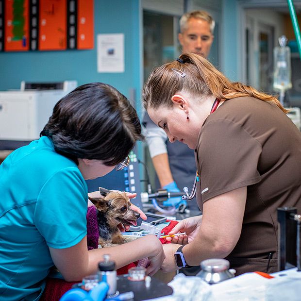 AVMA Journals on LinkedIn: AAHA releases veterinary technician ... AVMA Journals on LinkedIn: AAHA releases veterinary technician ...
