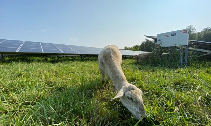 Andrea Bond on LinkedIn: Toyota West Virginia Never Sheepish on Ren-EWE ... Andrea Bond on LinkedIn: Toyota West Virginia Never Sheepish on Ren-EWE ...