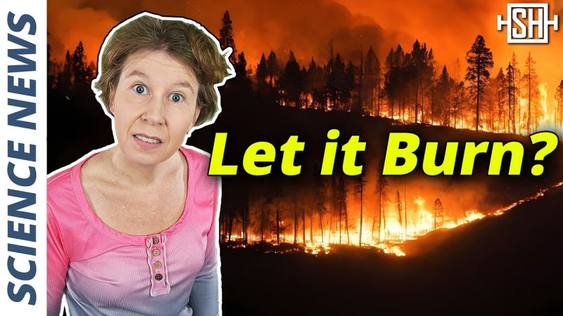 Hien H. on LinkedIn: Let Wildfires Burn, Scientists Say Hien H. on LinkedIn: Let Wildfires Burn, Scientists Say
